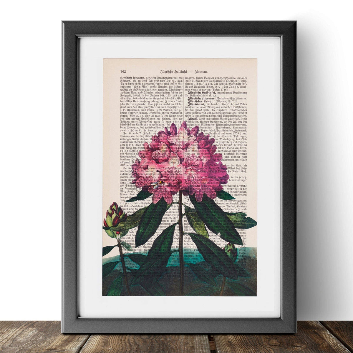The Pontic Rhododendron - Robert John Thornton - Vintage Book Page ...